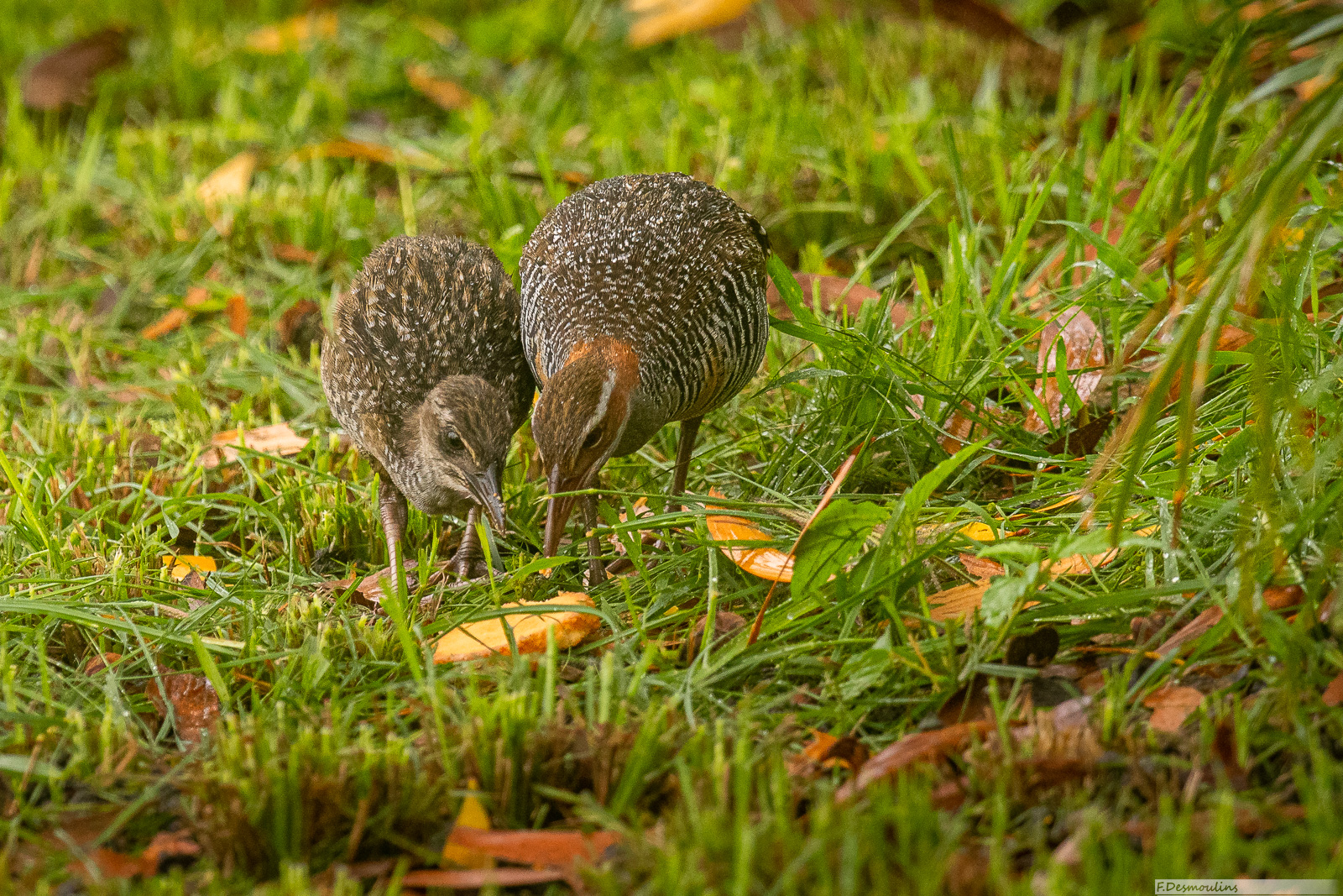 Observation des oiseaux [Ornithologie] - Page : 65 - Loisirs ...